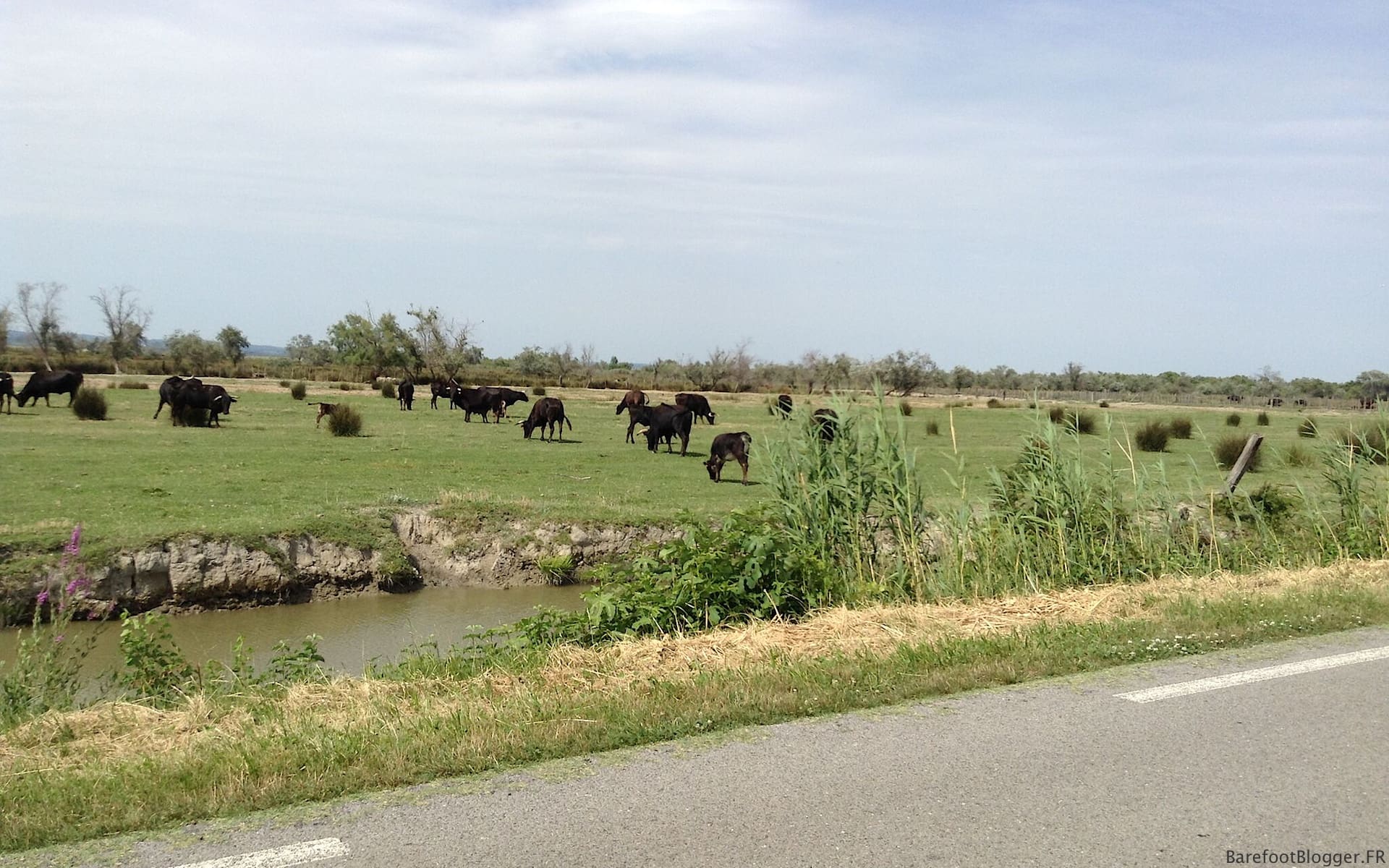 A Most Unusual Place For A French Vineyard
